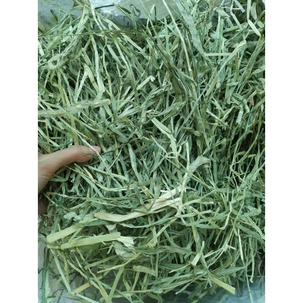 ทิโมธี Ward Rugh เกรดพรีเมี่ยม | Shopee Thailand