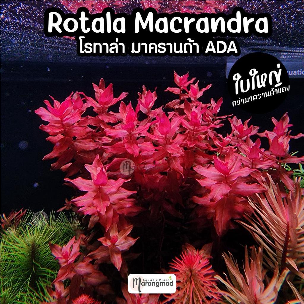 Rotala Macrandra ADA : ต้นไม้น้ำ โรทาล่ามาครานด้า ADA ไม้กลางตู้-หลัง ...