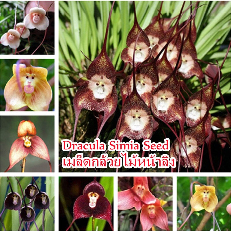 30 เมล็ด/ชุด เมล็ดกล้วยไม้ Mixed Color Dracula Simia Seeds Rare Monkey ...