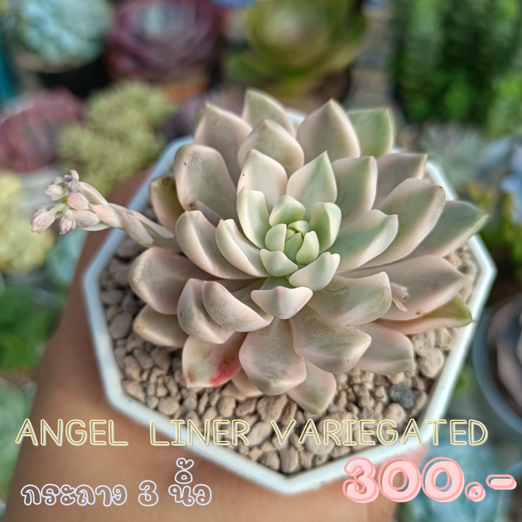 Succulent Echeveria Angel Liner Variegated ร้านใบบุญ กุหลาบหิน ไม้อวบ ...