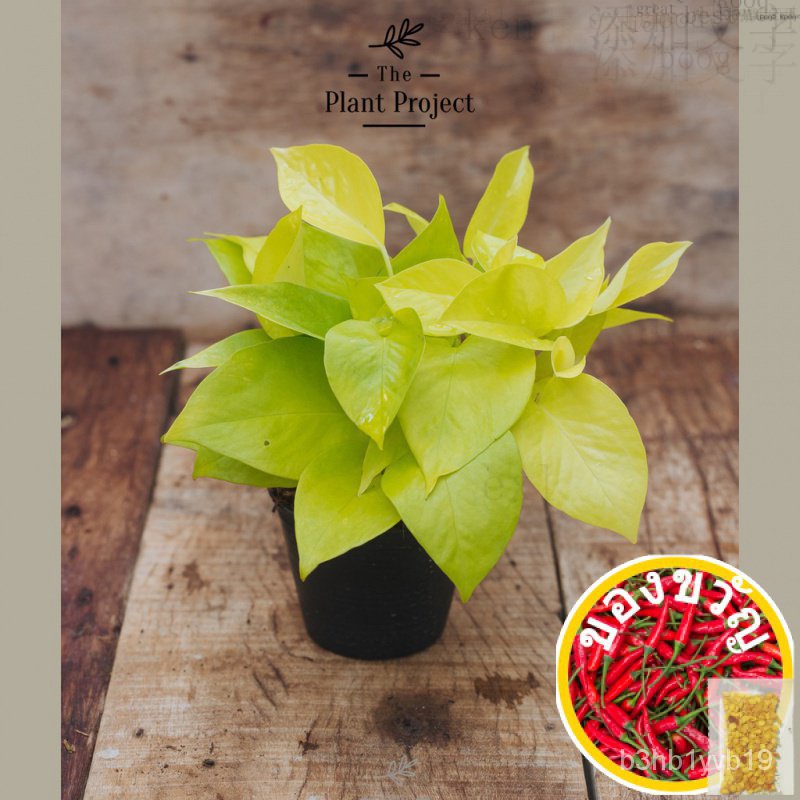 The Plant Project | Epipremnum Aureum Neon Neon Pothos money plant ...