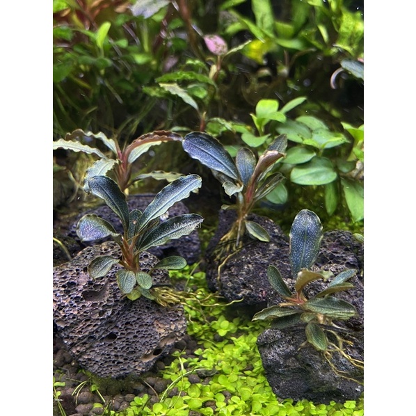 bucephalandra red mini | Shopee Thailand
