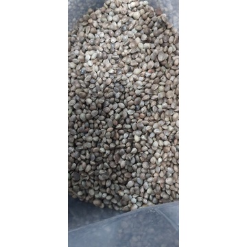 เมล็ดฮ่วยมั้ว บรรจุ500g.-1,000g | Shopee Thailand