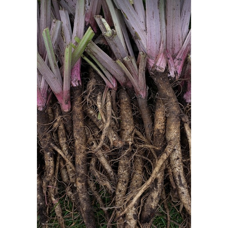 30 เมล็ด โกโบ - Gobo Root | Shopee Thailand