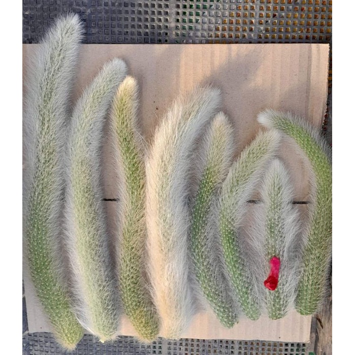 หางลิง8หาง ได้รับตามรูปค่ะ | Shopee Thailand