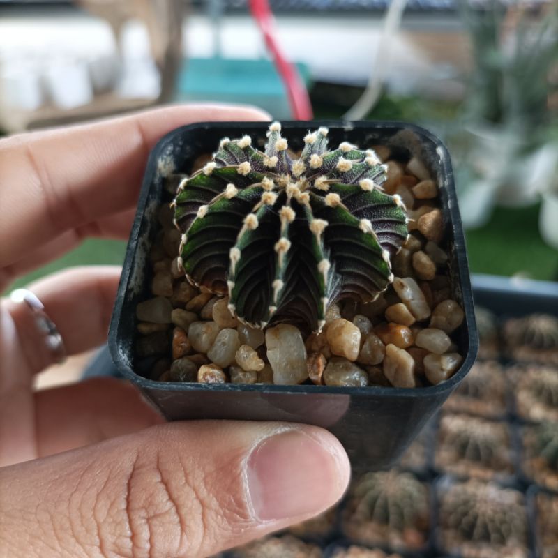 Gymnocalycium friedrichii LB2178 แท้!!! | Shopee Thailand