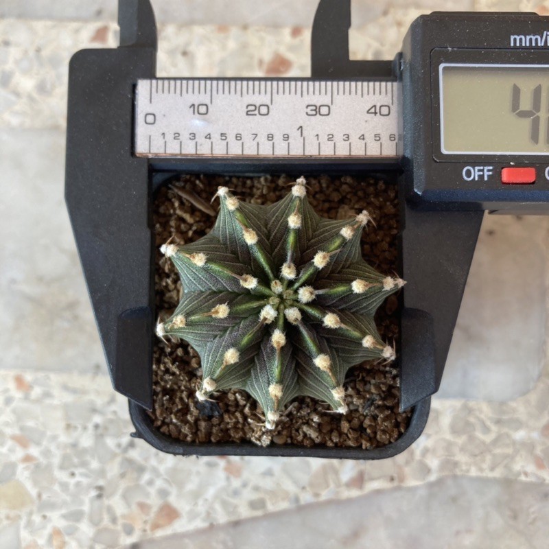 ไม่จกตา lb2178 แท้ 10พู ขนาด 4 cm | Shopee Thailand