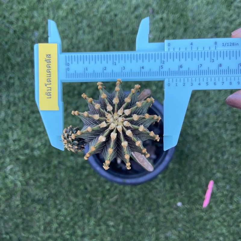 ไม้กราฟยิมโนLB2178 13พูติดหน่อ | Shopee Thailand