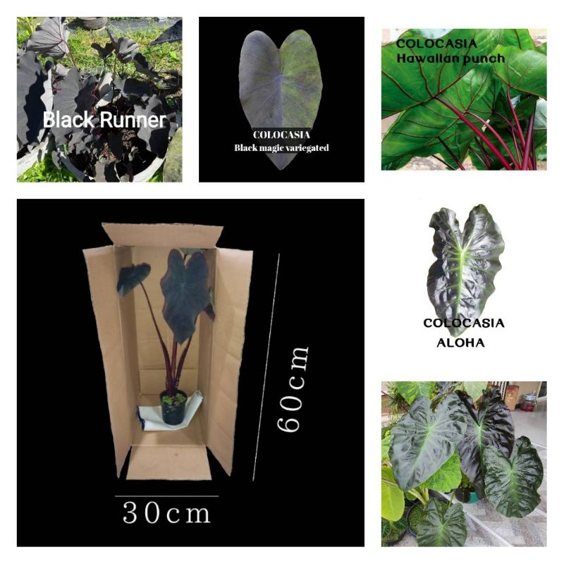 Colocasia|Black runner|แบล็คเมจิกกลาย|Colocasia aloha อโลฮ่า|ฮาวายเอี้ย ...
