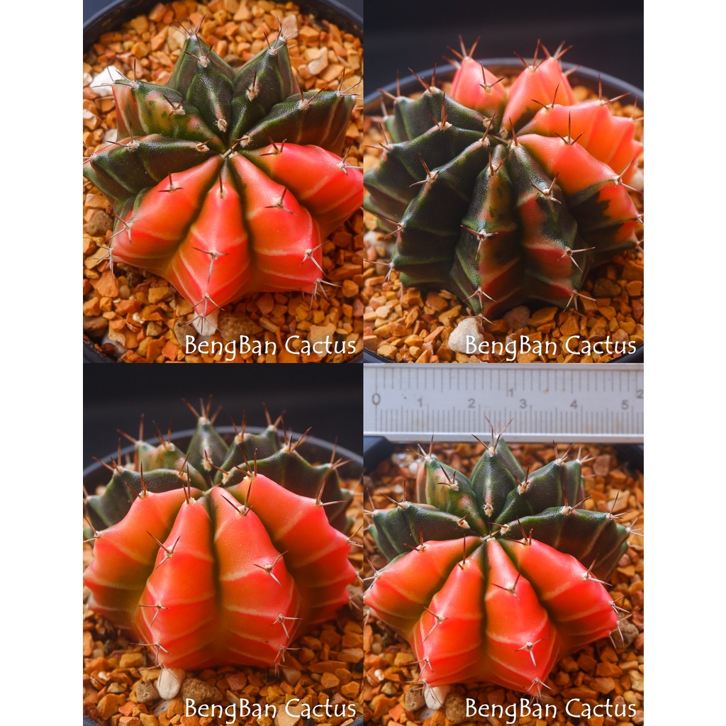 ต้นแคคตัส ยิมโน ไม้ด่าง ไม้เมล็ด Gymnocalycium Mihanovincii LB2178 LB hybrid No.04 | Shopee Thailand