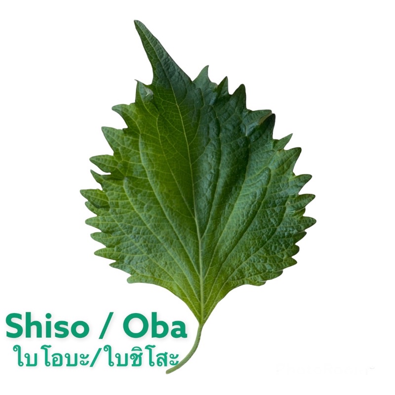 ใบโอบะ/ใบชิโสะ (Oba/Green Shiso) 1ชุด/20ใบ | Shopee Thailand