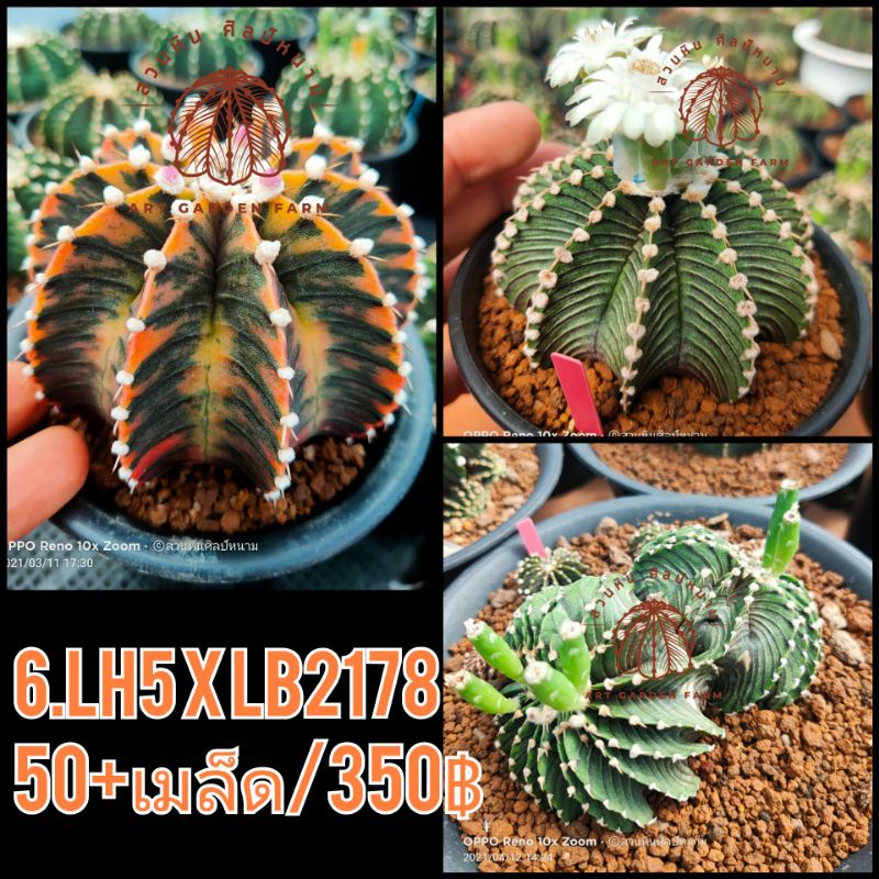 เมล็ดLB-Hybrid F2 (6.LH5 x LB2178) | Shopee Thailand