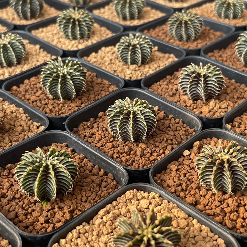 G.LB2178 แท้100% ไม้เมล็ด ยิมโนแอลบีแท้ ขนาด 3-3.5 cm. ฟอร์มสวย ไม้แข็งแรงทุกต้น | Shopee Thailand