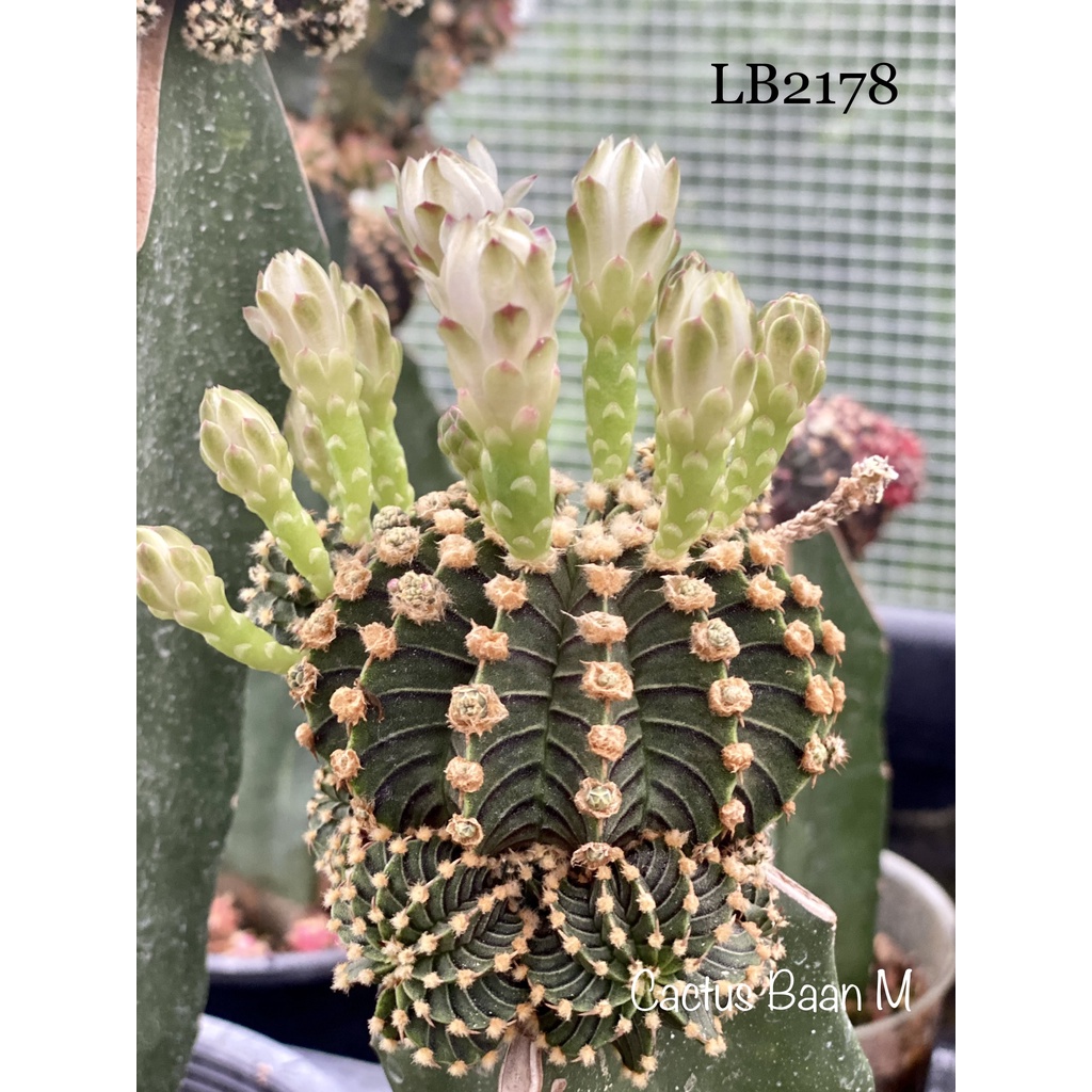 🌵LB2178 แท้ 13พู กราฟตอสามเหลี่ยม หน่อดก🌵แคคตัส ยิมโน🌵 | Shopee Thailand