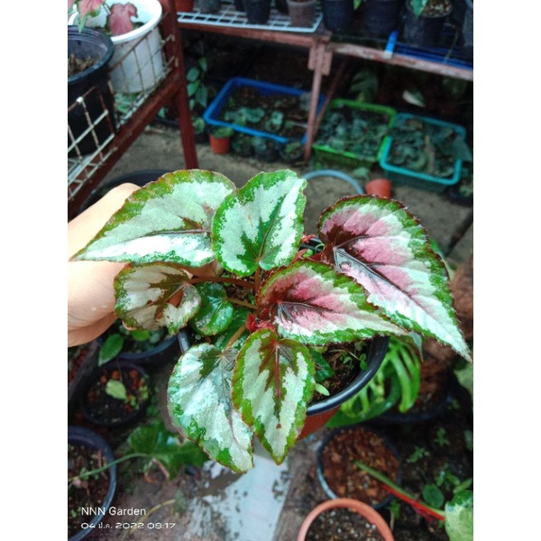 Begonia Red Tango sp. | Shopee Thailand