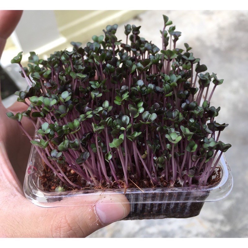 เมล็ดพันธุ์ ไมโครกรีน Microgreens Seed /Red Radish Microgreen Seed ...