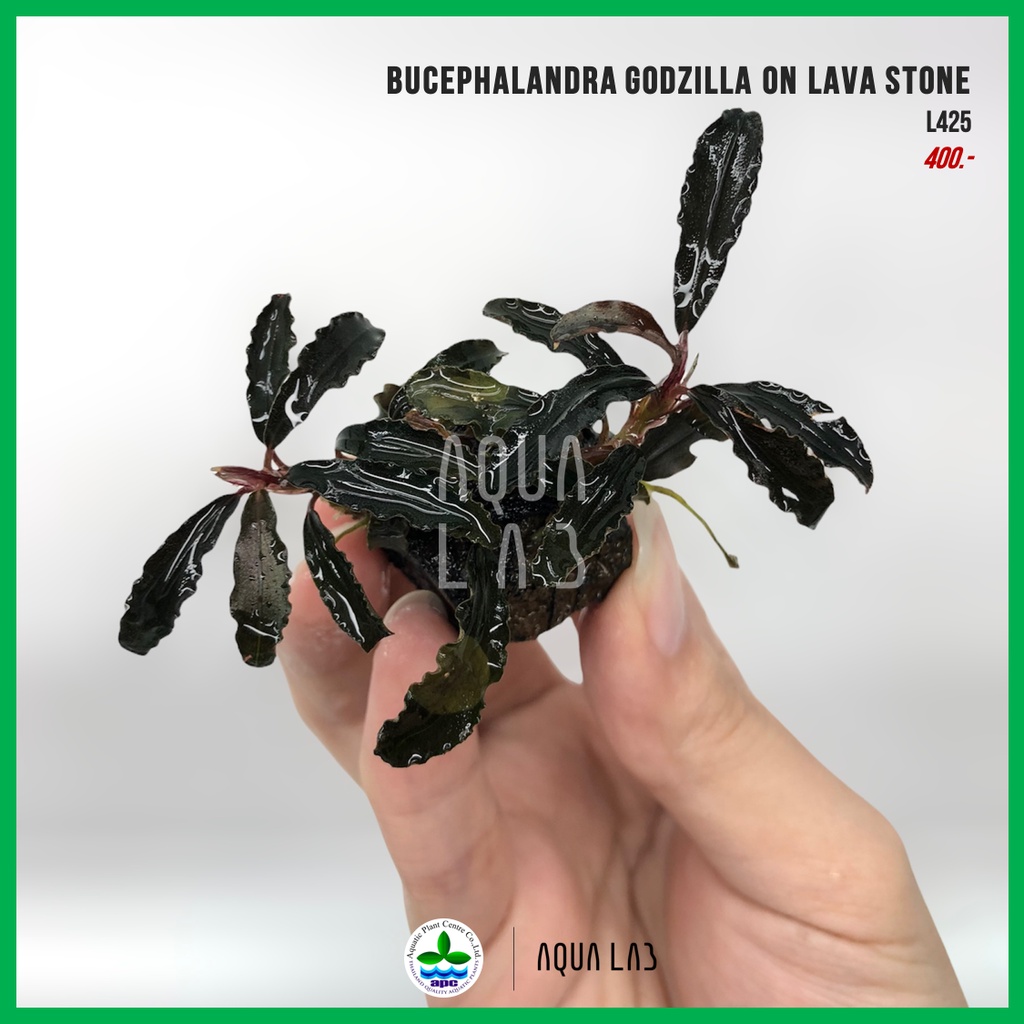 [APC] Bucephalandra kedagang red / godzilla (บูเซปก็อตซิล่า) [ไม้น้ำ ...