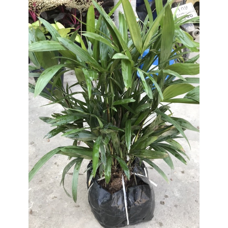 ต้นจั๋งแคระ กอหนา ราคา 250บาท | Shopee Thailand