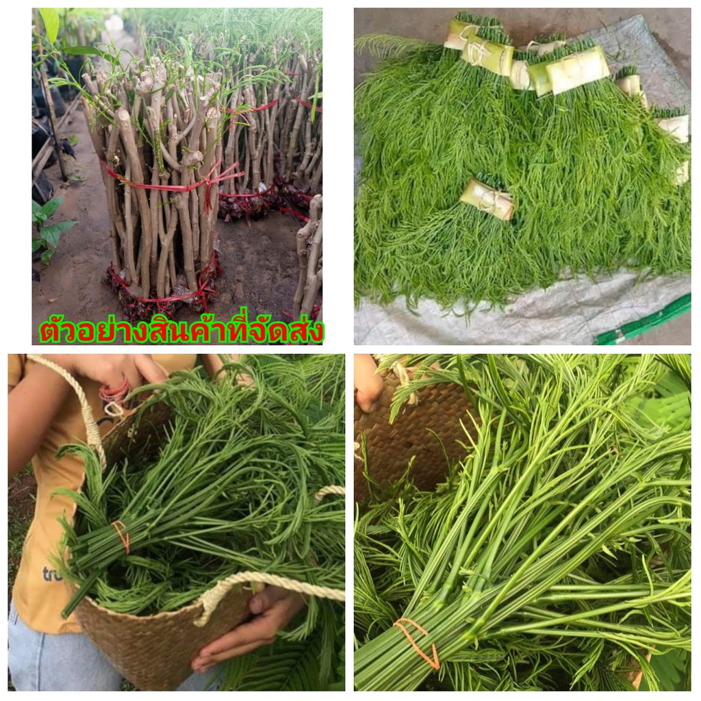 (10กิ่ง)(ขาย กิ่งตอน ) ต้น กิ่ง ชะอม ต้นชะอม หนามน้อย ผักขา ผักขาง ผัก ...