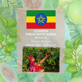 เมล็ดกาแฟคั่ว Ethiopia Yirgacheffe Konga Alcoholic G1 120g. | Shopee Thailand
