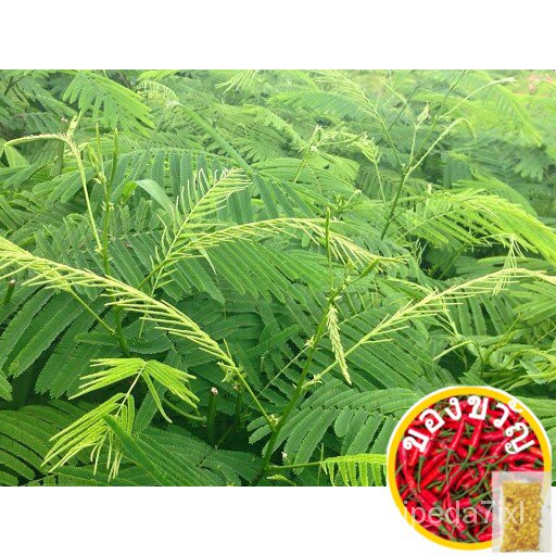 เมล็ดพันธุ์ต้นชะอม ชะอม กิ่งพันธุ์ ต้นไม้ ไม้ผล ต้นพันธ์ เมล็ดพันธ์ ...