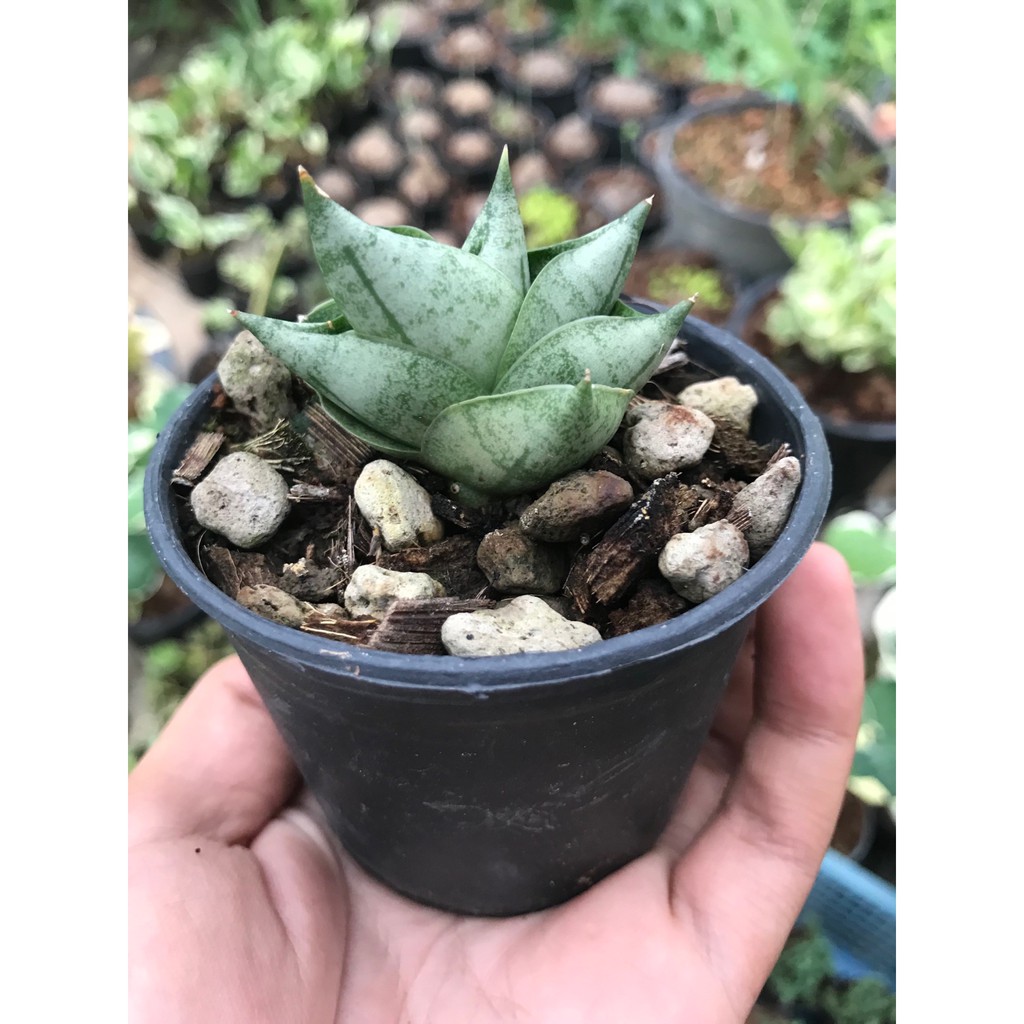 ต้นไม้ฟอกอากาศ Boncell Mini กระถาง3นิ้ว | Shopee Thailand