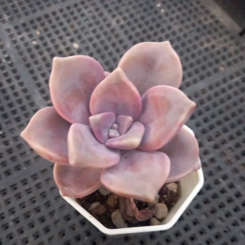 (ลดเพิ่ม 50% สูงสุด 100 ใส่โค้ด INCLV33) กุหลาบหิน/ไม้อวบน้ำ/กระถางสองนิ้วส่งพร้อมกระถาง ...