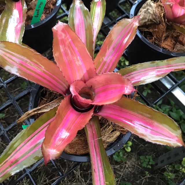 สับปะรดสี neo yang | Shopee Thailand