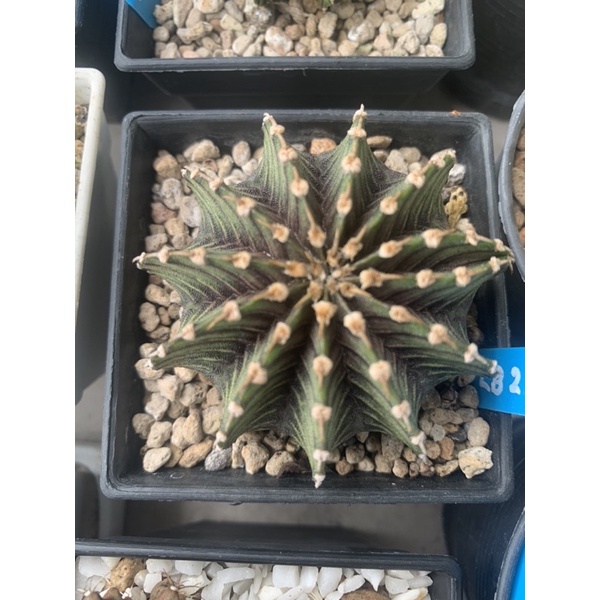 LB2178ขนาด6.5เซนติเมตร | Shopee Thailand