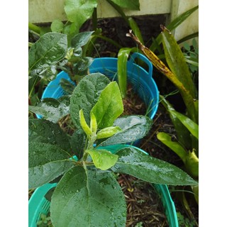 ต้นแอ็ปเปิ้ล แจ๊ส( jazz appleแอปเปิลแจ๊ส พันธุ์ Scifresh ) | Shopee ...