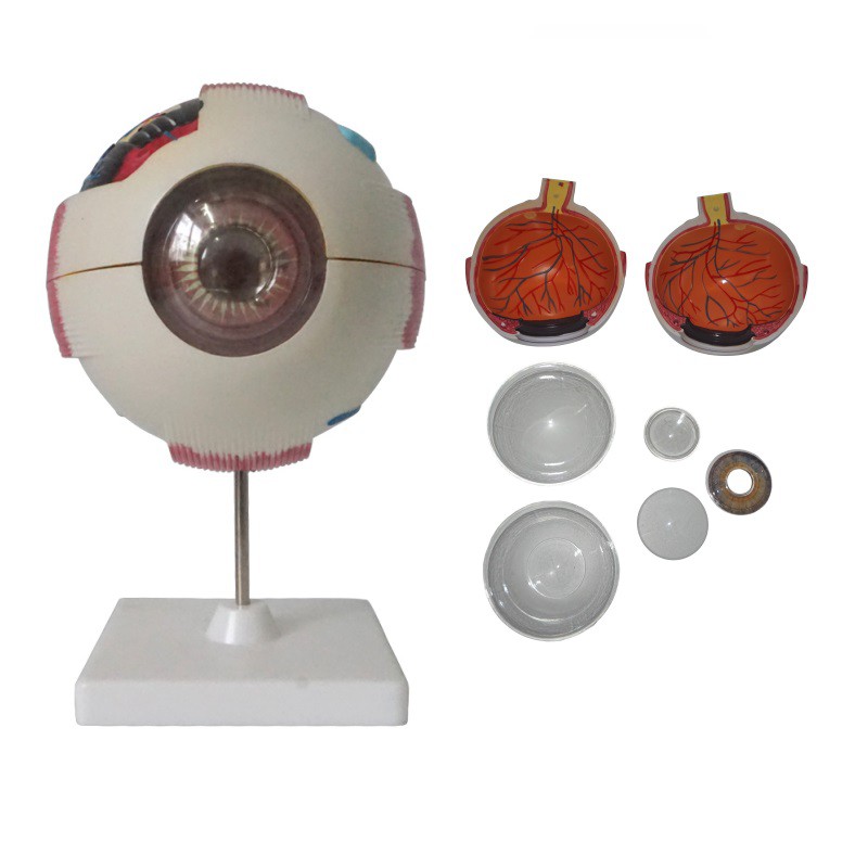 6 Times Human Eye Anatomy Model ENT Ophthalmology Eyeball internal ...
