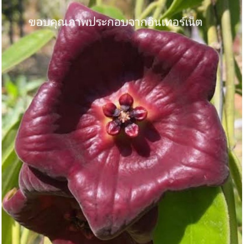 Hoya gigas Hoya gigas | Shopee Thailand