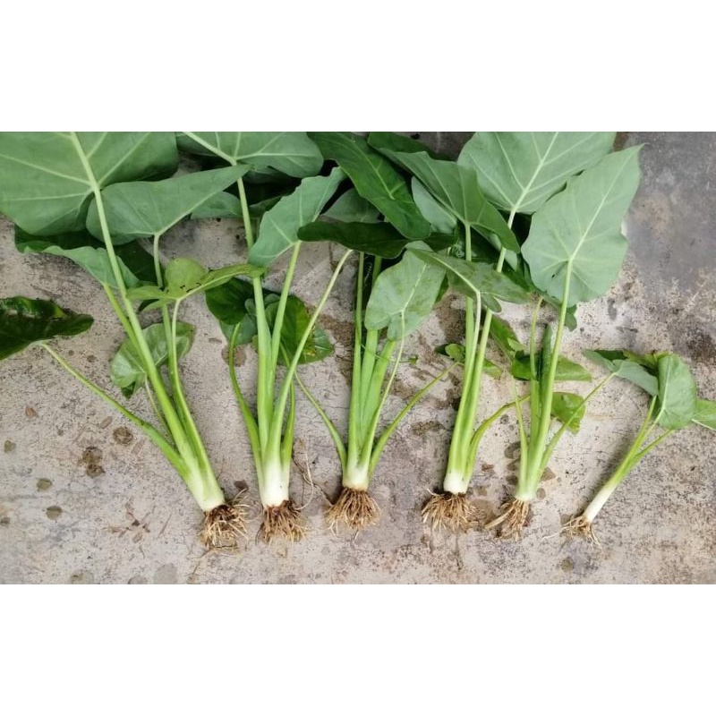 ต้นออดิบ คูน หรือทูน ส่งแบบเป็นต้นล้างรากตัดใบ ขายเป็นชุด ชุดล่ะ3ตัน ...