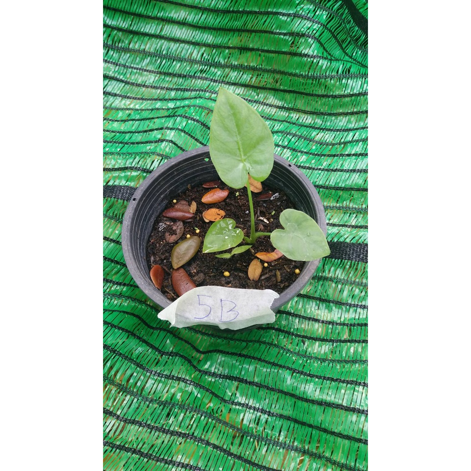 ต้นออดิบลุ้นด่าง( ทูนภาษาอีสาน)จัดส่งพร้อมกระถางมีให้เลือกหลายขนาดหลาย ...