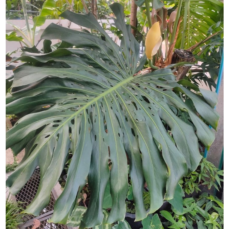 Monstera Deliciosa (Giant) มอนสเตอร่า ไจแอนท์ | Shopee Thailand