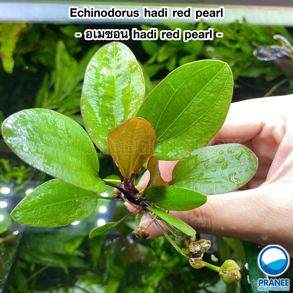 อเมซอน Hadi red pearl ต้นไม้น้ำ พร้อมปลูก **กรุณาอ่านรายละเอียดก่อนสั่ง ...