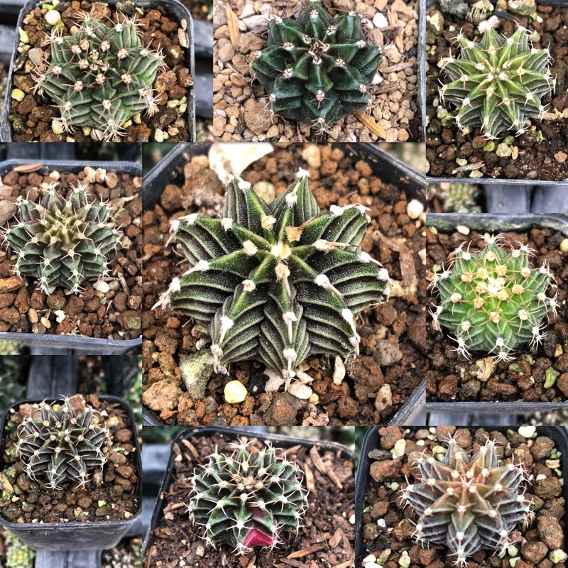 ยิมโน,LB2178 แท้, LB hybrid ไม้เมล็ดราคาถูกก | Shopee Thailand