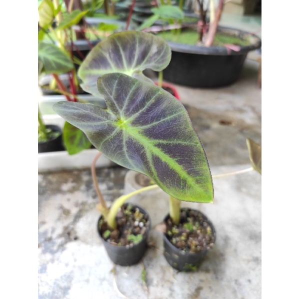 Colocasia|Black runner|แบล็คเมจิกกลาย|Colocasia aloha อโลฮ่า|ฮาวายเอี้ย ...