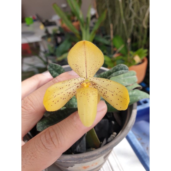 กล้วยไม้ รองเท้านารี รองเท้านารีเหลืองกาญจน์ (Paph. concolor Var ...