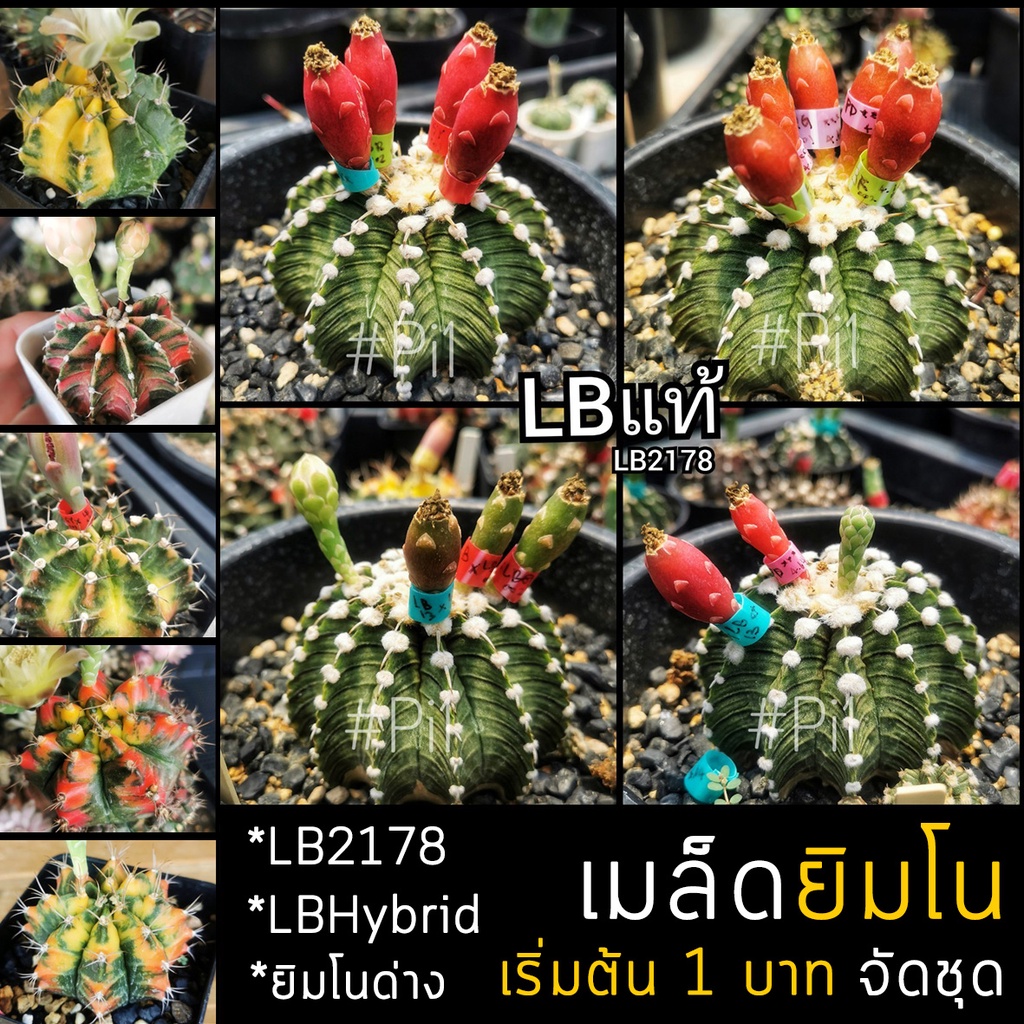 เมล็ด ยิมโน LB LB2178แท้ LBH ยิมโนด่าง สวยๆ mix | Shopee Thailand