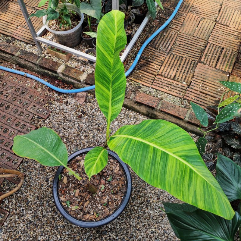 (ส่งฟรีไม่ใช้โค้ด) กล้วยปาปัวด่าง - Musa Ingens Variegated - กล้วยด่าง ...