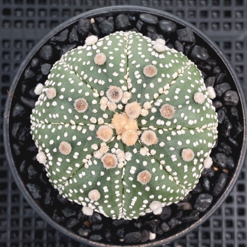 กระบองเพชร แอสโตรฮานะโซโนะ hanazo ฟอร์มดี ขาเว้าสวย (ส่งเคาะราก ...