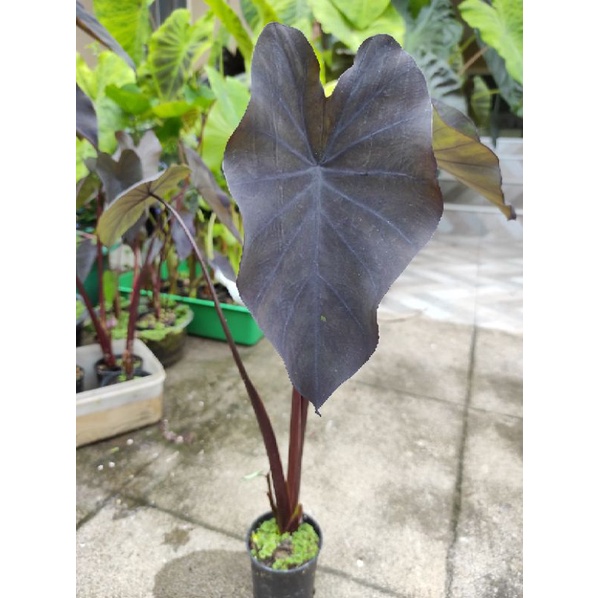 Colocasia|Black runner|แบล็คเมจิกกลาย|Colocasia aloha อโลฮ่า|ฮาวายเอี้ย ...