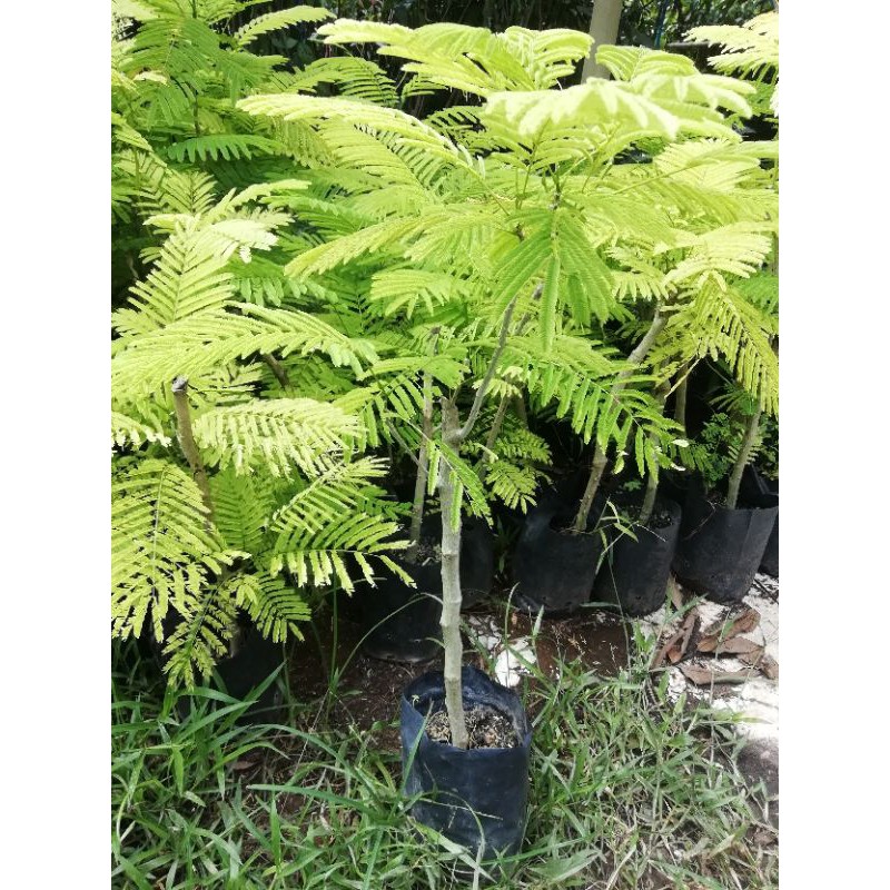 ต้นชะอม/ชำกิ่งในถุงดำพร้อมปลูก | Shopee Thailand