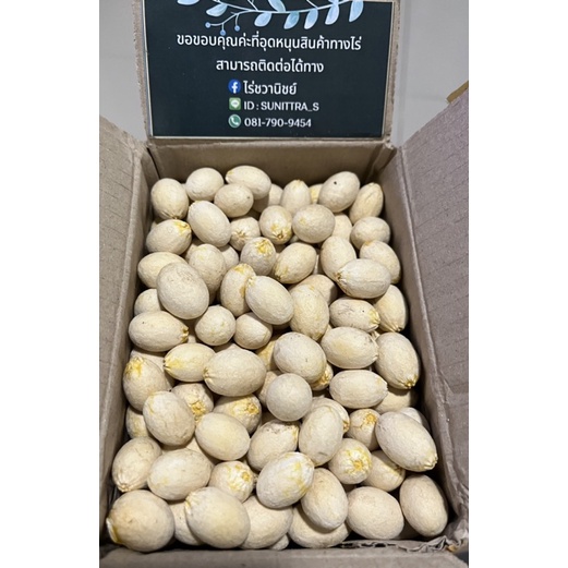 เมล็ดผักหวาน 100 เมล็ด (ฤดูกาลปี 68) | Shopee Thailand