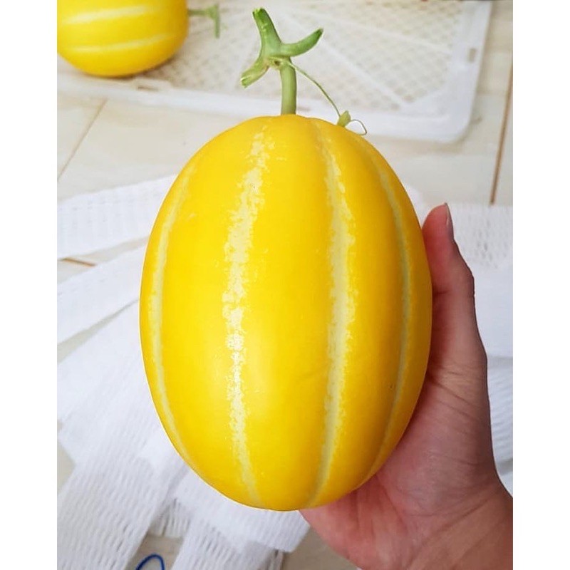 เมล็ดพันธุ์ เมล่อน ชาแมร์ เกาหลี (Chamoe Korean Melon) บรรจุ 5เมล็ด ...