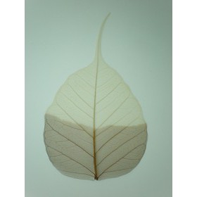 โครงใบไม้ 25 ชิ้น Natural/Brown (Standard Bo Skeleton Leaves) | Shopee ...