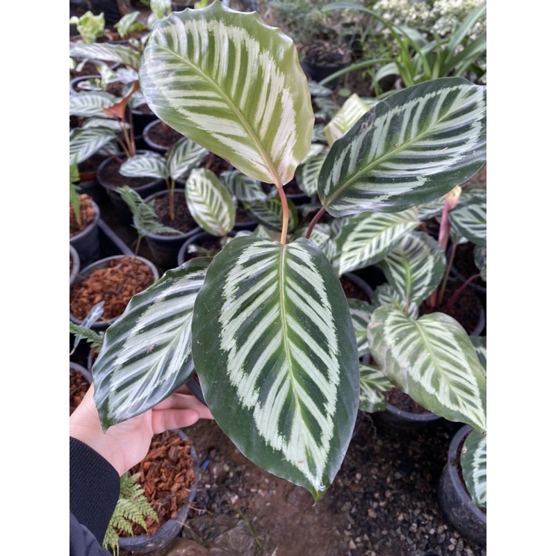คล้า Calathea 'Cora' 6" | Shopee Thailand