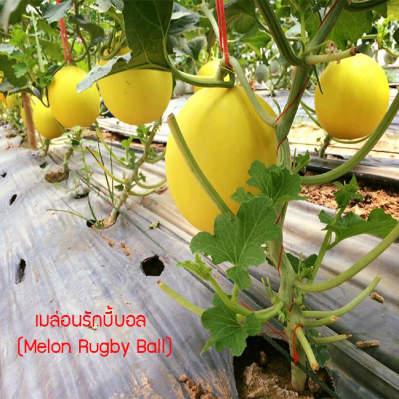 เมล็ดพันธุ์ เมล่อนรักบี้บอล (Melon Rugby Ball) 35 เมล็ด ปลูกง่าย ปลูก ...