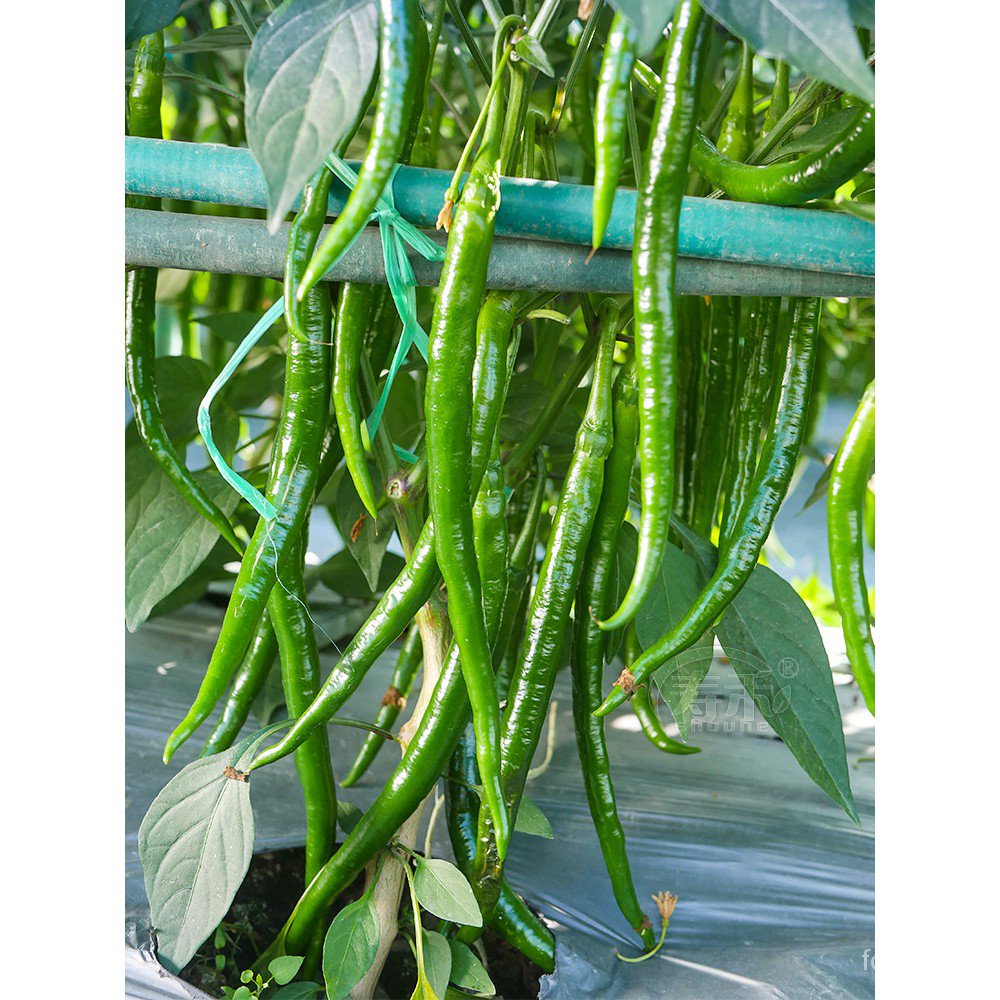 Long Chilli Seeds ต้นไม้มงคล ต้นไม้ฟอกอากาศ เมล็ดพันธุ์ผัก เมล็ดดอกไม้ ...